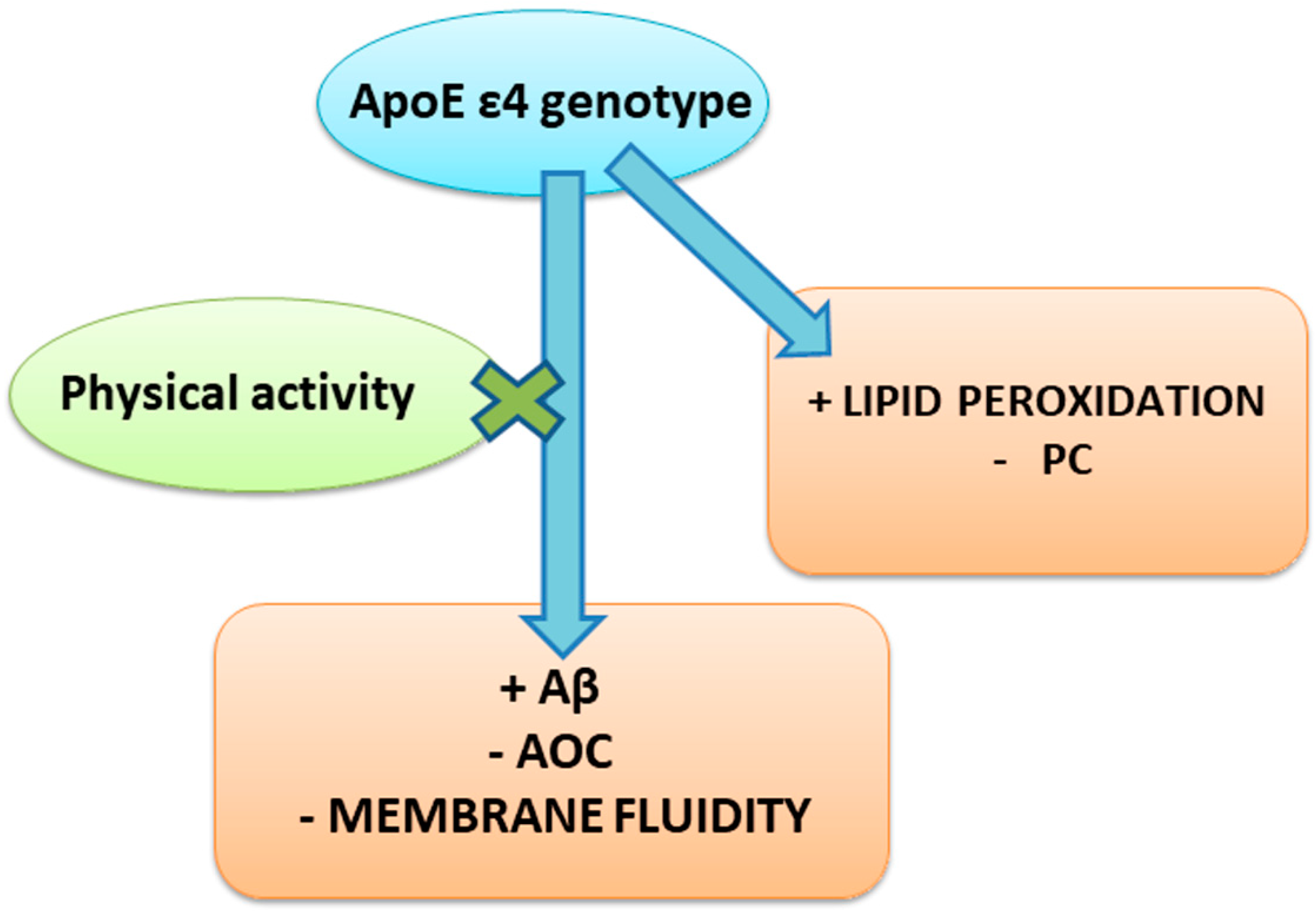 Impact of ApoE Polymorphism and Physical Activity on Plasma Antioxidant ...
