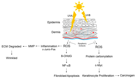 Comparison of the Biological Impact of UVA and UVB upon the Skin with ...