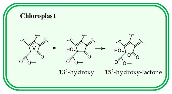 Chlorophyll Oxidative Metabolism During the Phototrophic and ...