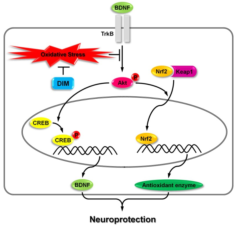 Antioxidants | Free Full-Text | 3,3′-Diindolylmethane Promotes BDNF and ...