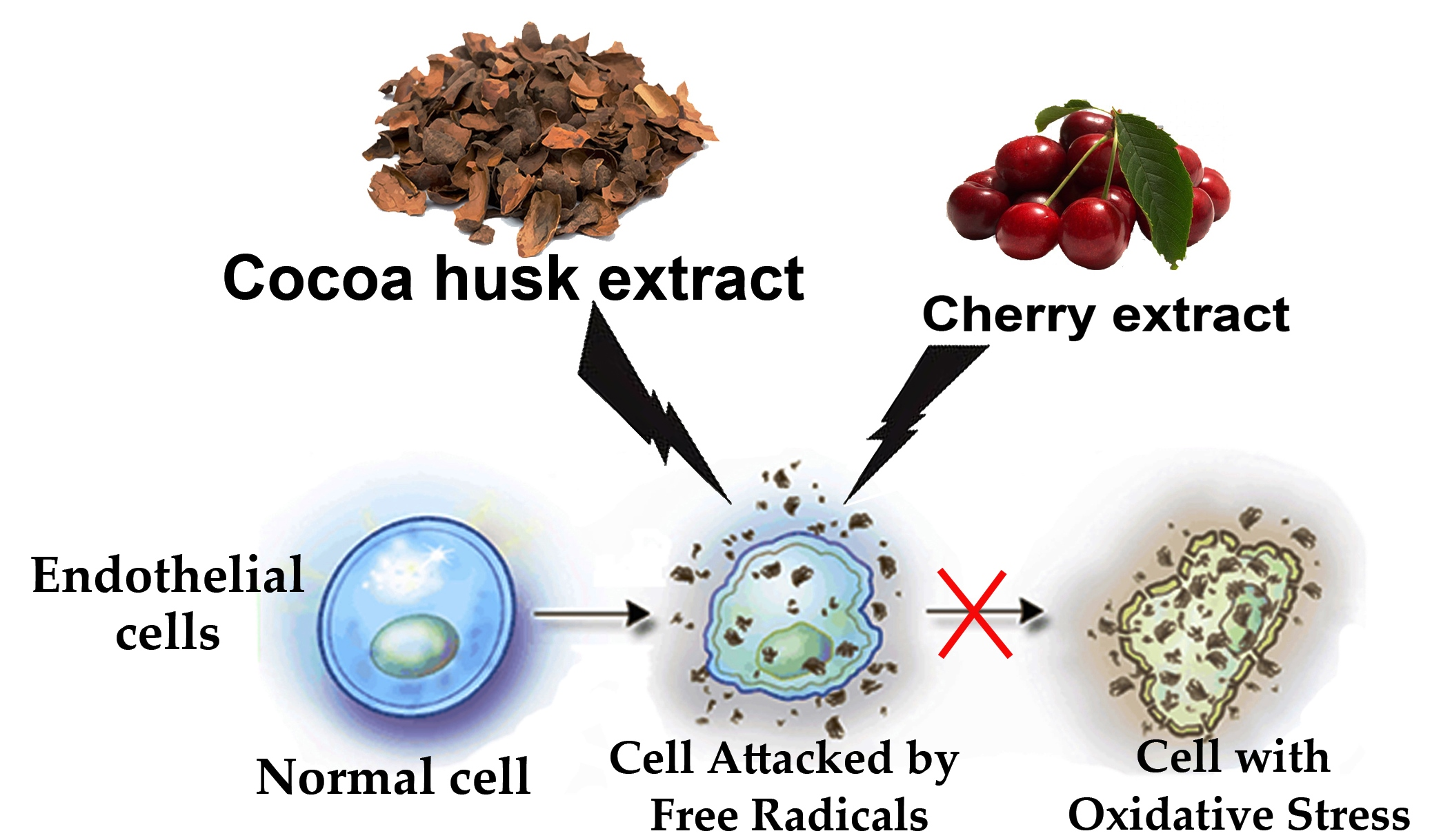 Antioxidants | Free Full-Text | Antioxidant Effect of Cocoa By-Product and Cherry Polyphenol ...