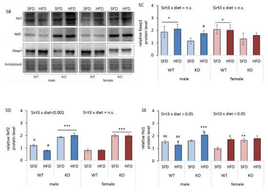 Antioxidants Free Full Text Role Of Sirt3 In Differential Sex