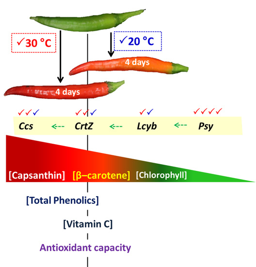 Antioxidants | Free Full-Text | Influence of Postharvest Temperatures ...