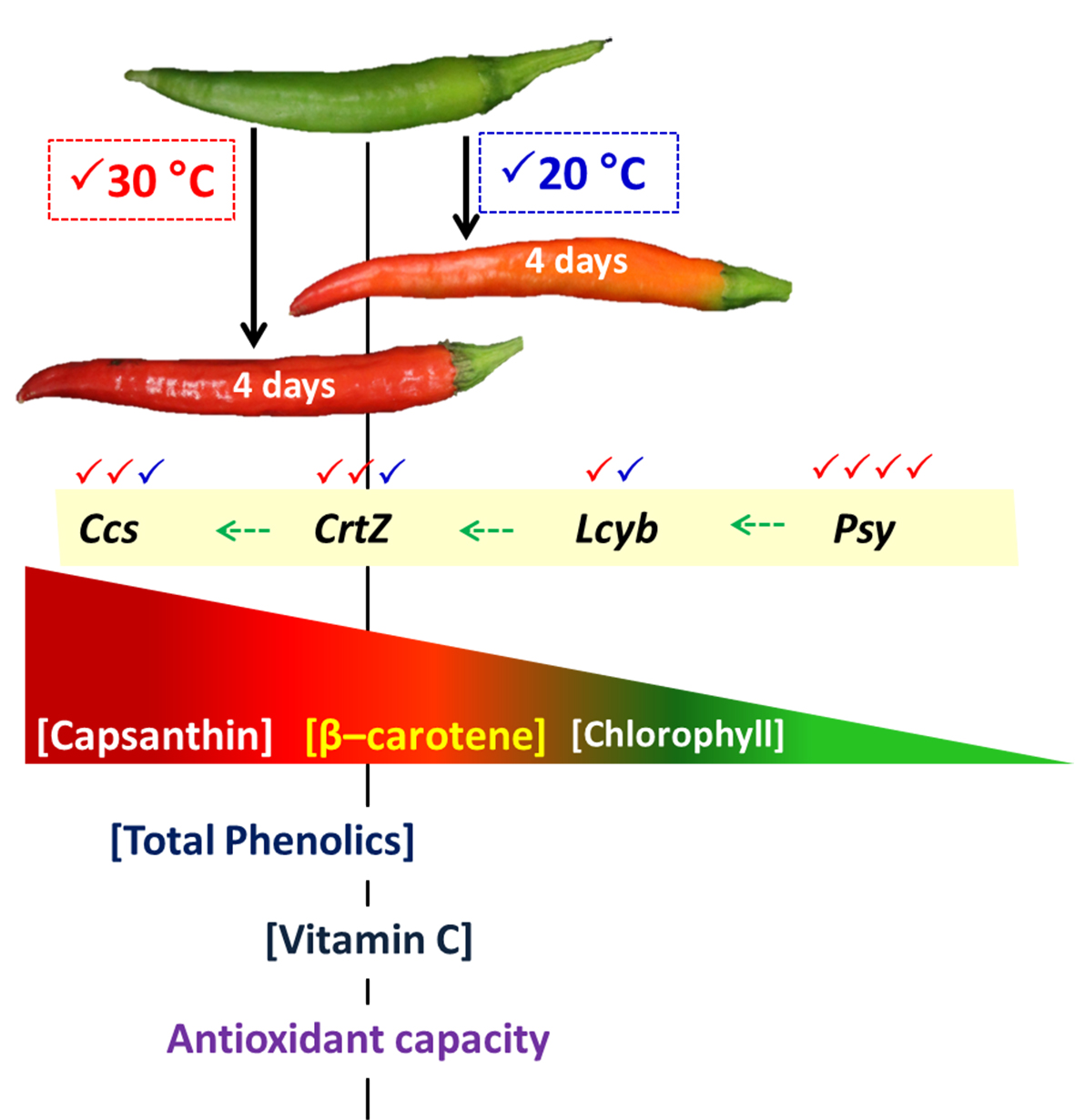 Antioxidants | Free Full-Text | Influence of Postharvest Temperatures ...