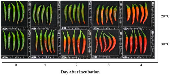 Influence of Postharvest Temperatures on Carotenoid Biosynthesis and ...