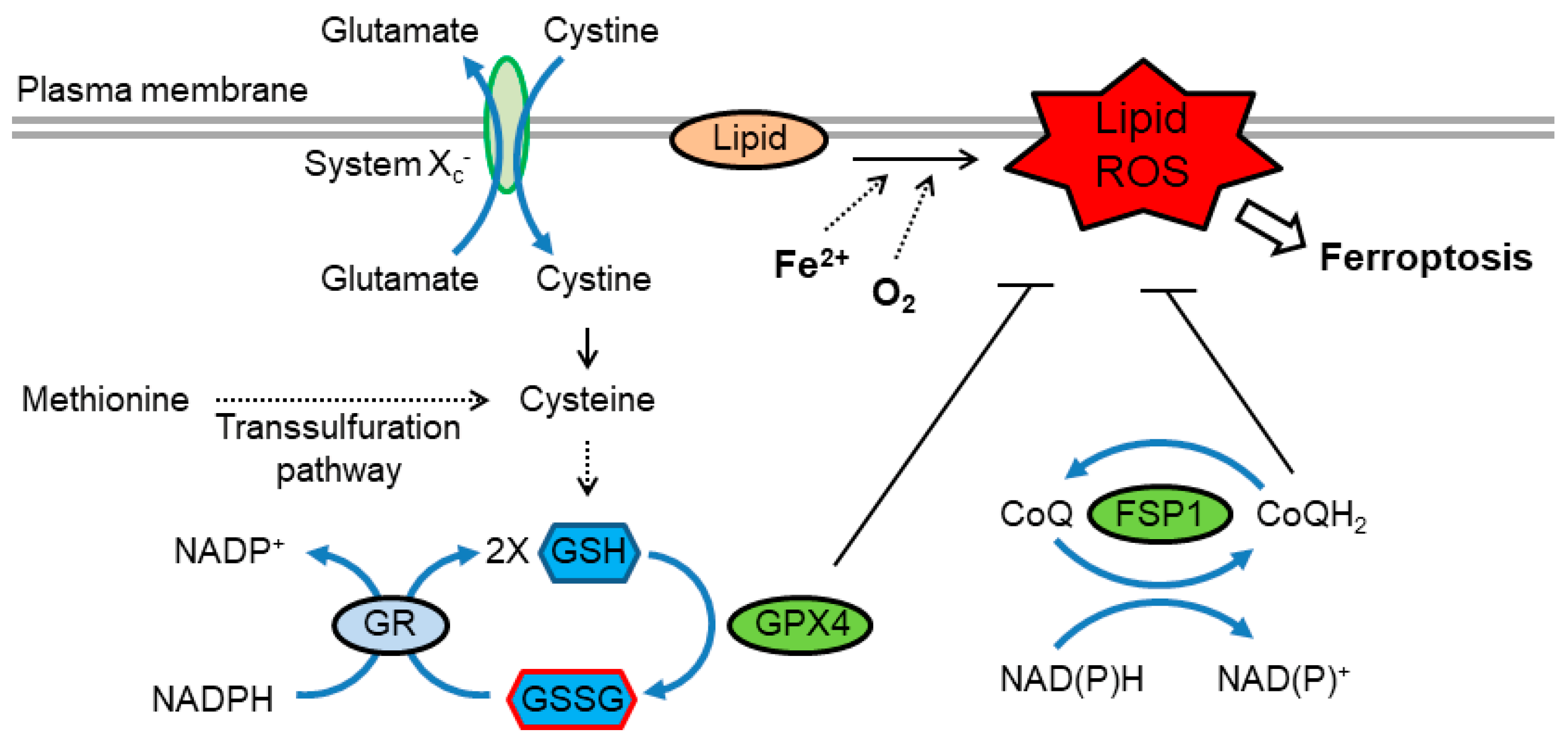 Antioxidants Free Full Text Oxidants Antioxidants And Thiol Redox