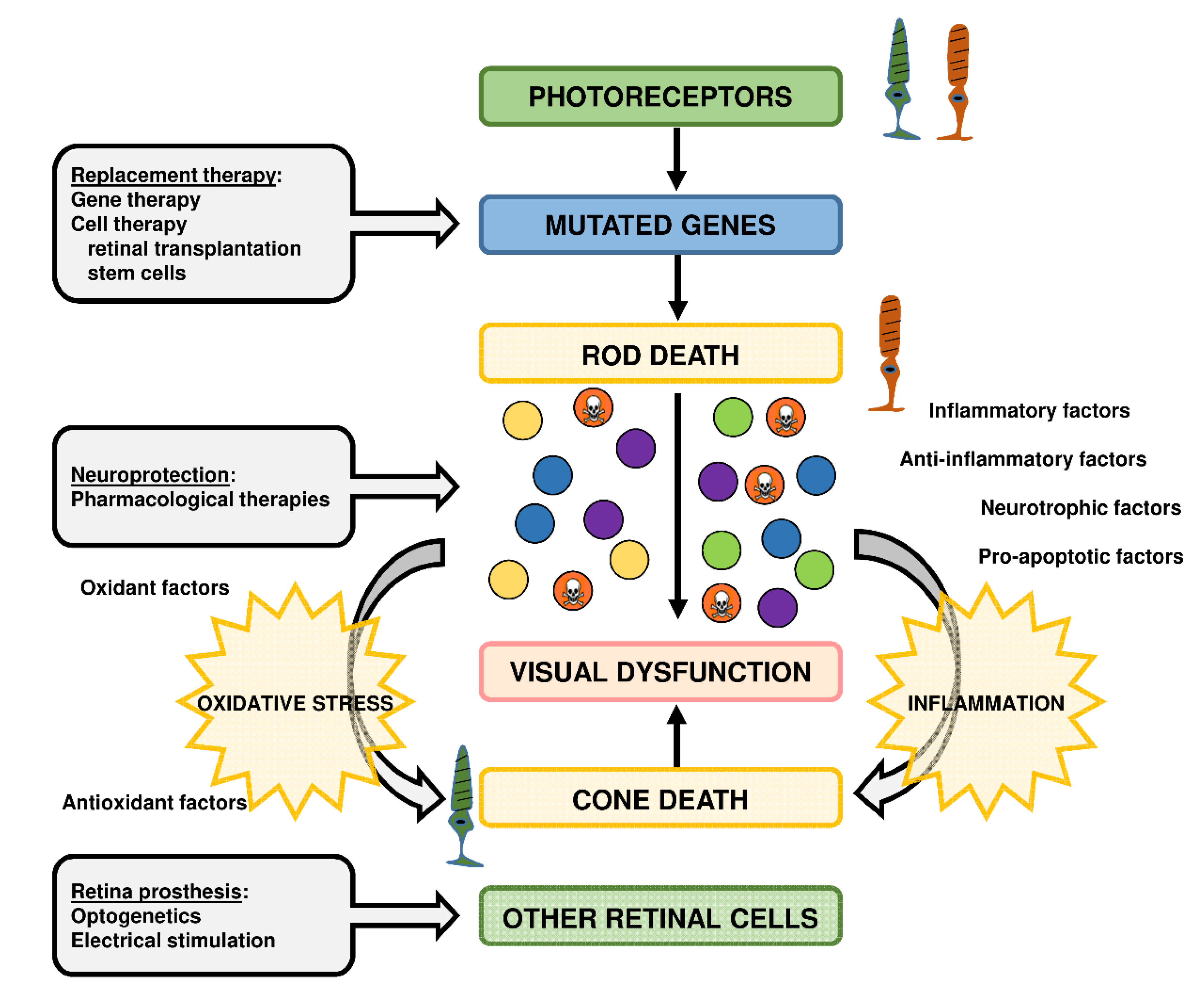 Antioxidants Free Full Text Oxidative Stress A Crossroad Between