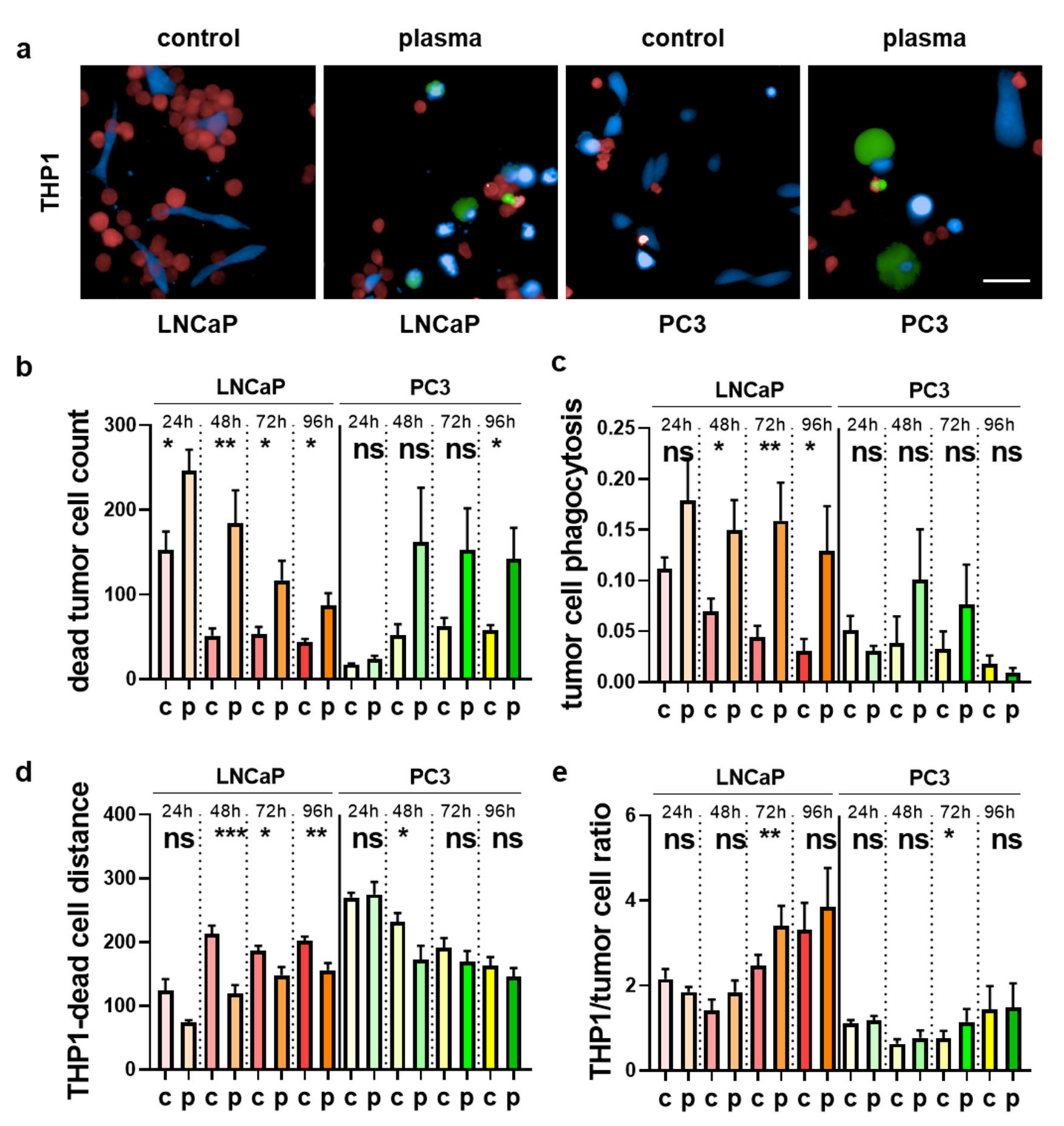 Prostate Cancer Cell Lines