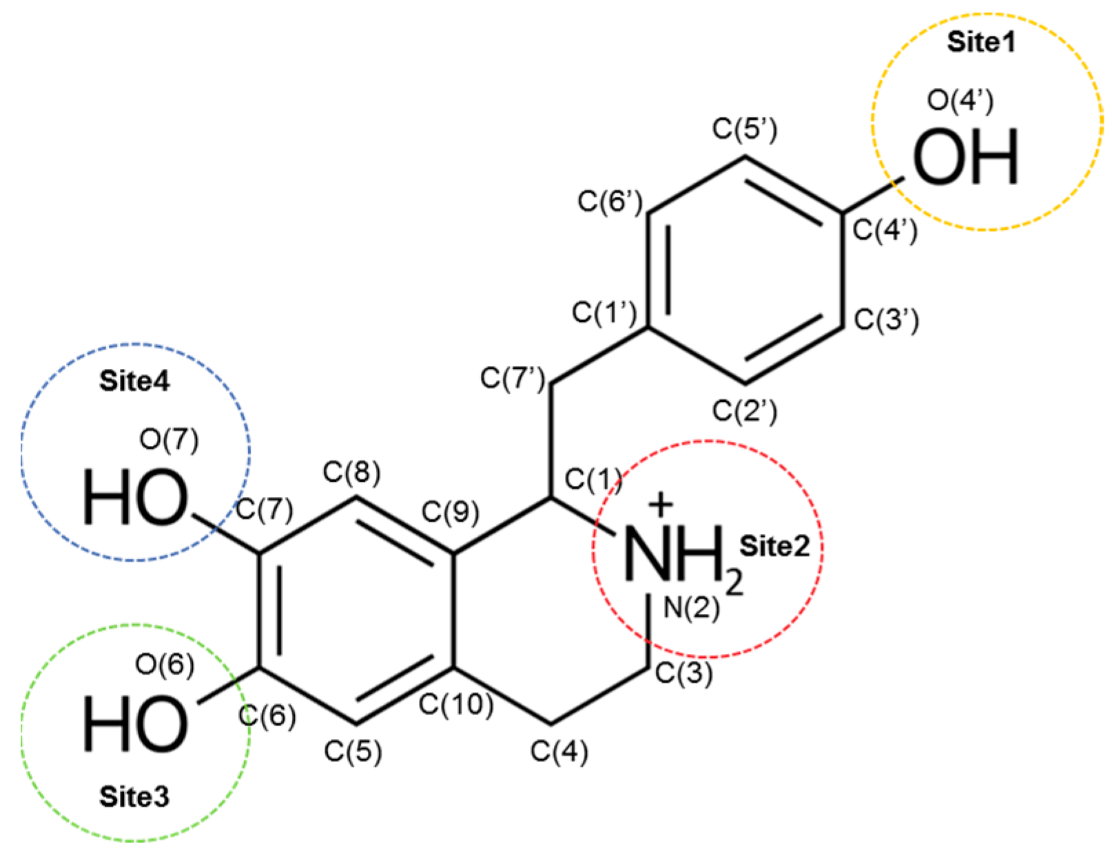 The Antioxidant Capability of Higenamine: Insights from Theory