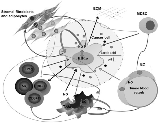 The Double-Faced Role of Nitric Oxide and Reactive Oxygen Species in ...