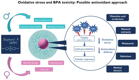 Antioxidants | Free Full-Text | Oxidative Stress and BPA Toxicity: An ...