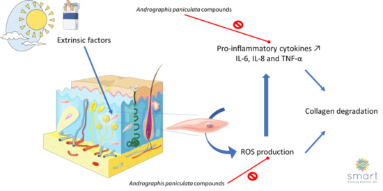 Antioxidants Free Full Text Andrographis Paniculata And Its Bioactive Diterpenoids Protect
