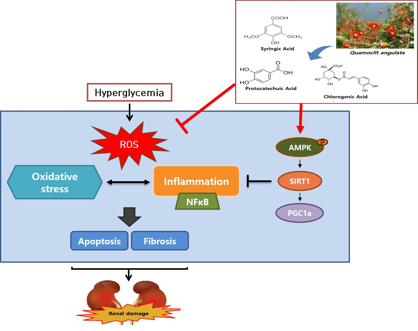 Antioxidants | Free Full-Text | Effect of Quamoclit angulata Extract Supplementation on ...