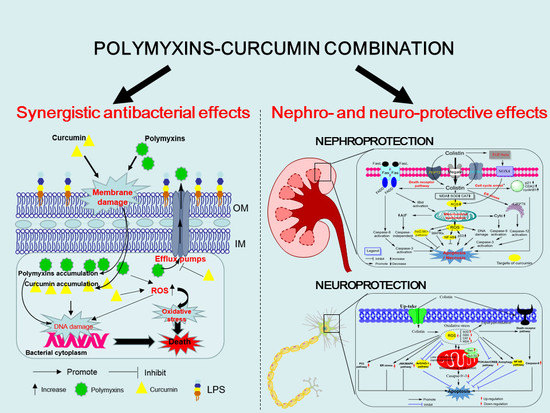 Antioxidants Free Full Text Polymyxins Curcumin Combination