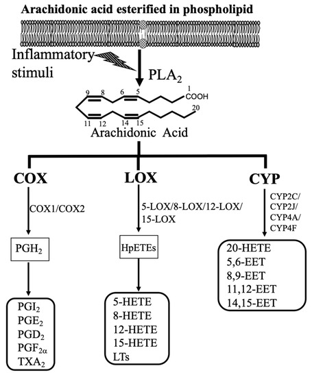 Biosynthesis Of Eicosanoids From Arachidonic Acid Download Scientific