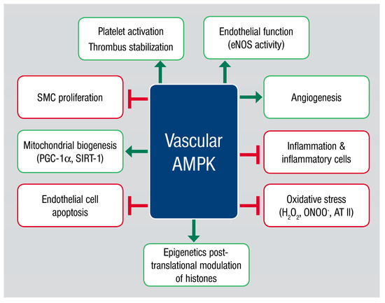The AMP-Activated Protein Kinase Plays a Role in Antioxidant Defense ...
