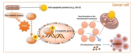 Antioxidants | Free Full-Text | Pro-oxidant Actions of Carotenoids in ...