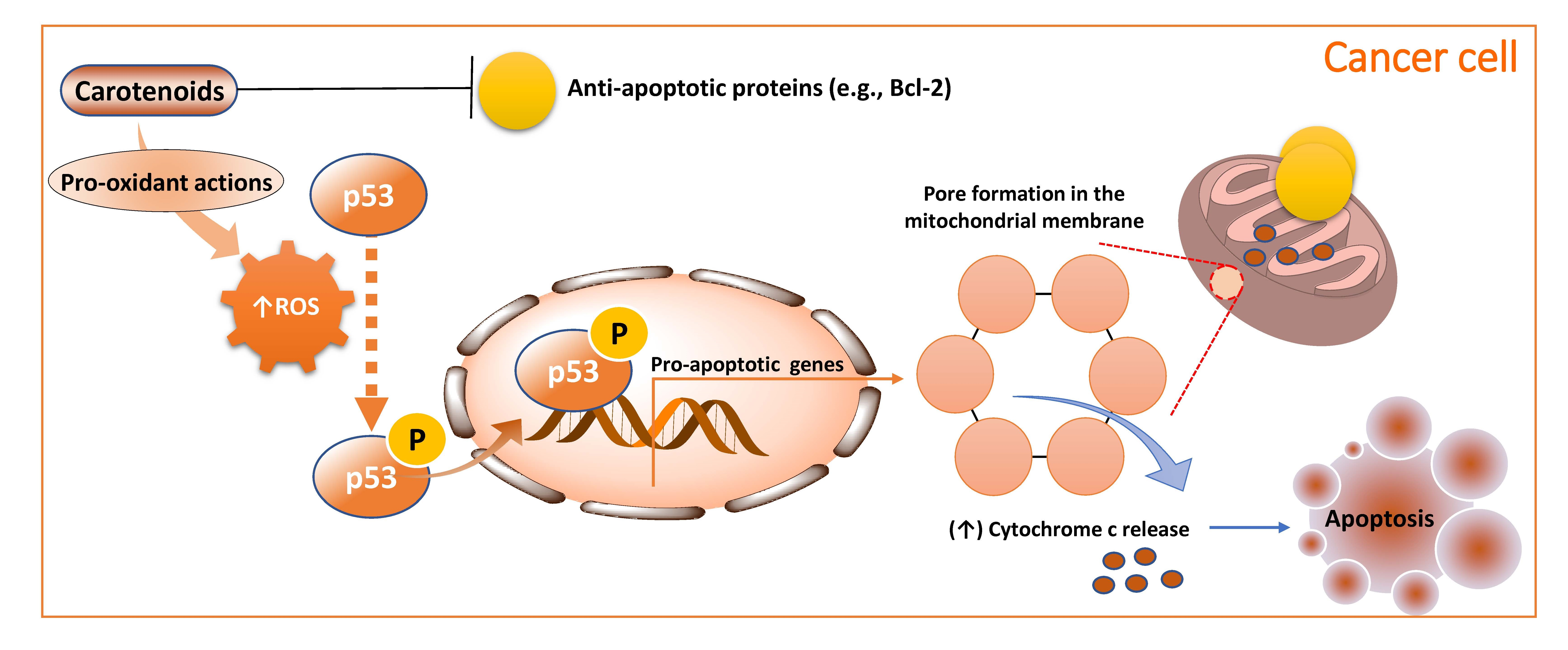 Antioxidants Free Full Text Pro Oxidant Actions Of Carotenoids In