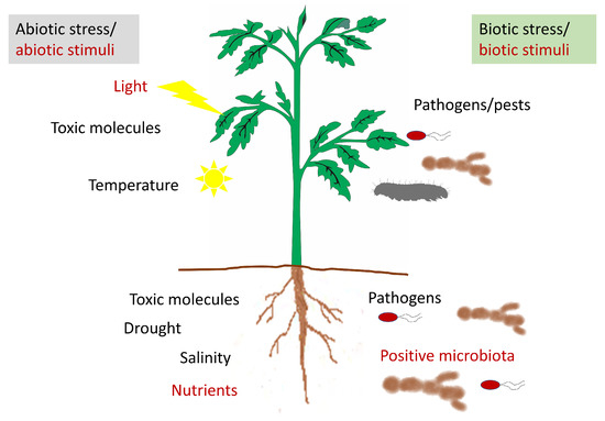 The Apoplast: A Key Player in Plant Survival
