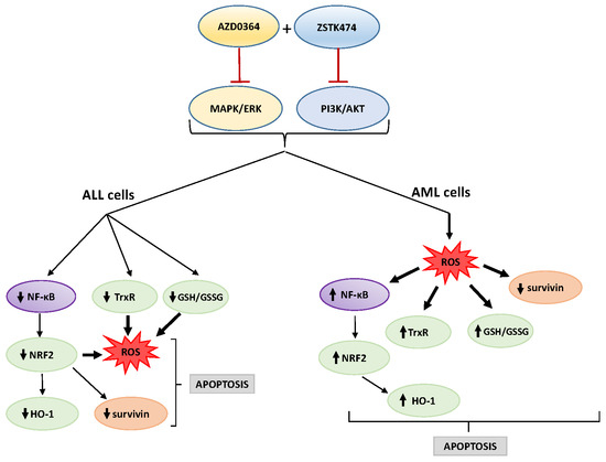 Antioxidants Free Full Text Targeting The Mapk Erk And Pi3k Akt