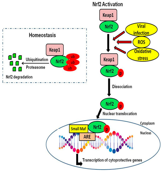 Antioxidants Free Full Text Flavonoids Activation Of The