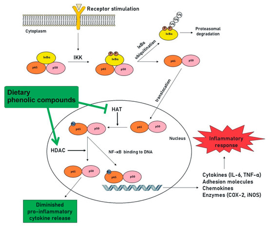 Antioxidants Free Full Text The Role Of Dietary Phenolic Compounds