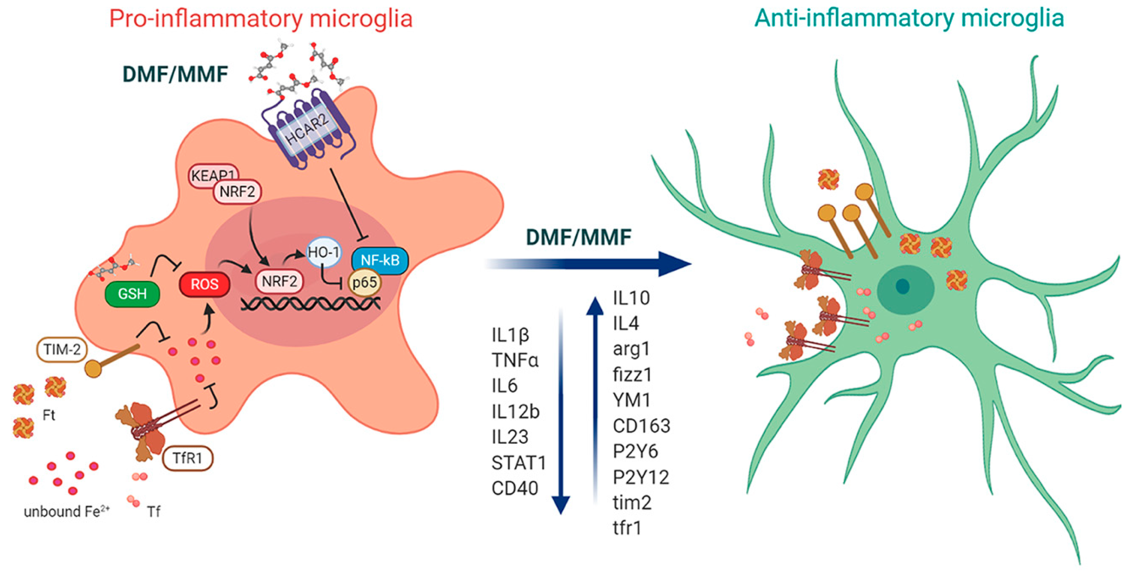 Exploring the Use of Dimethyl Fumarate as Microglia Modulator for ...