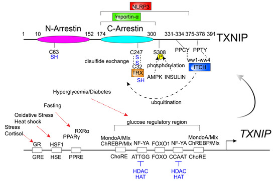 TXNIP/TBP-2: A Master Regulator for Glucose Homeostasis