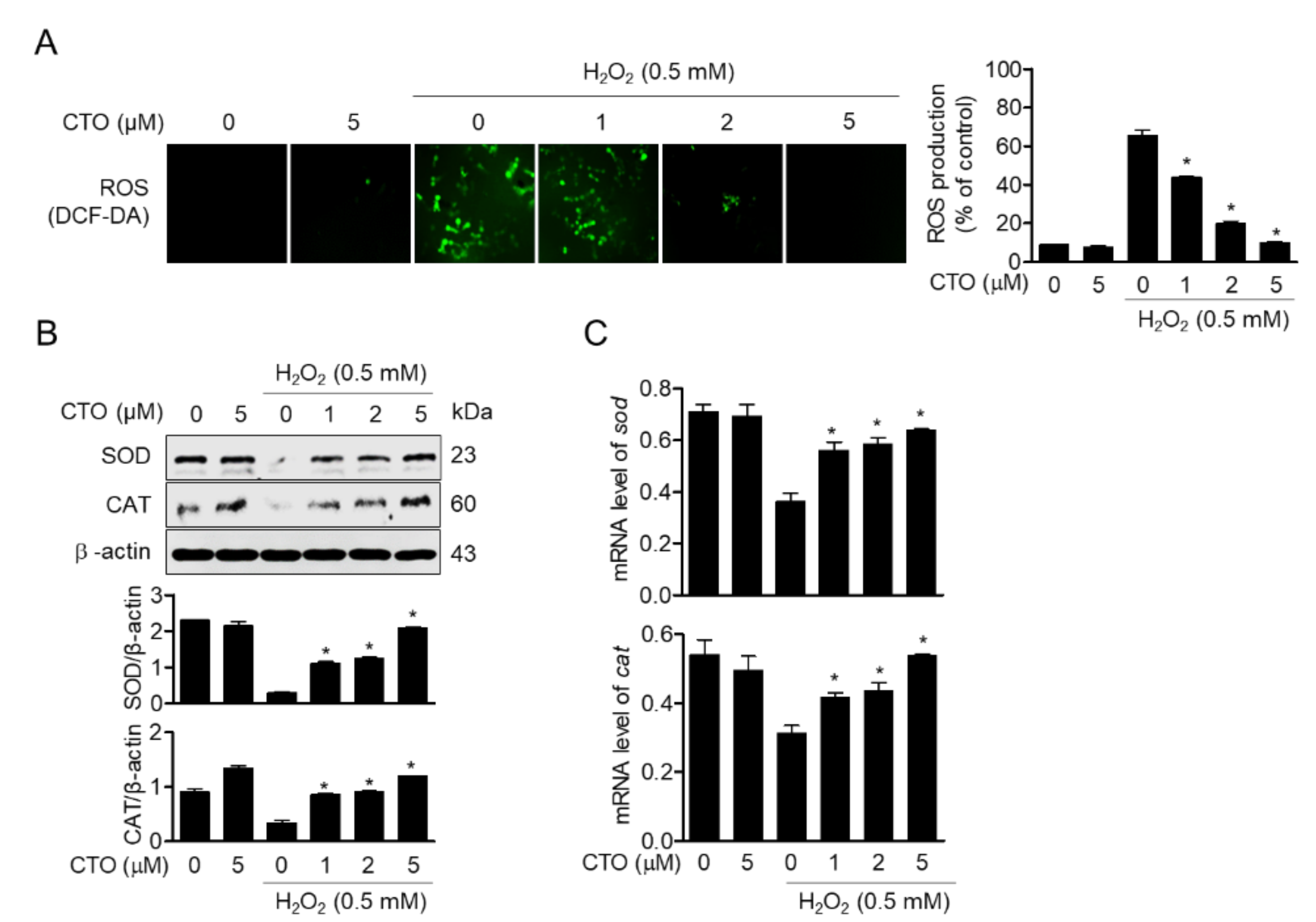 Cudratricusxanthone O Inhibits H2O2-Induced Cell Damage by Activating ...
