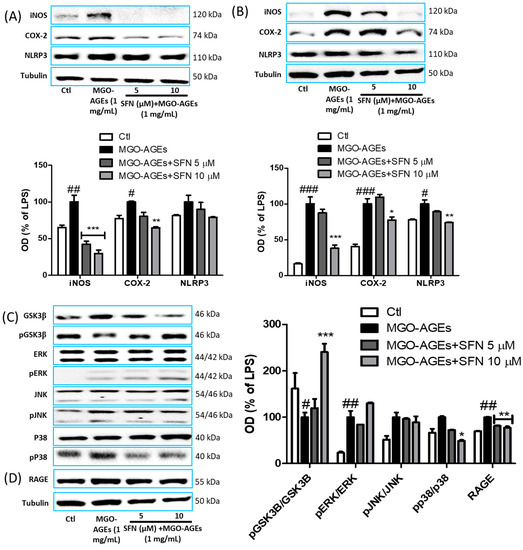 Sulforaphane Inhibits MGO-AGE-Mediated Neuroinflammation by Suppressing ...