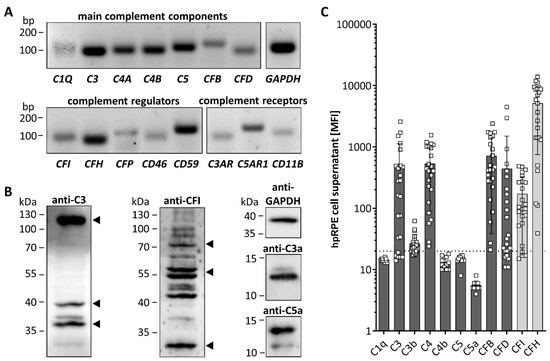 Properdin Modulates Complement Component Production in Stressed Human ...