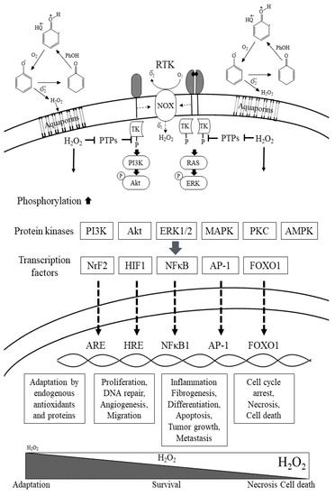 Polyphenols by Generating H2O2, Affect Cell Redox Signaling, Inhibit ...