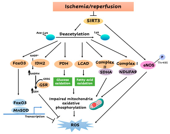 Antioxidants Free Full Text Sirt1 Sirt3 Modulates Redox Homeostasis