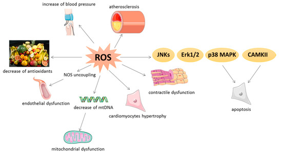 Oxidative Stress in Cardiovascular Diseases
