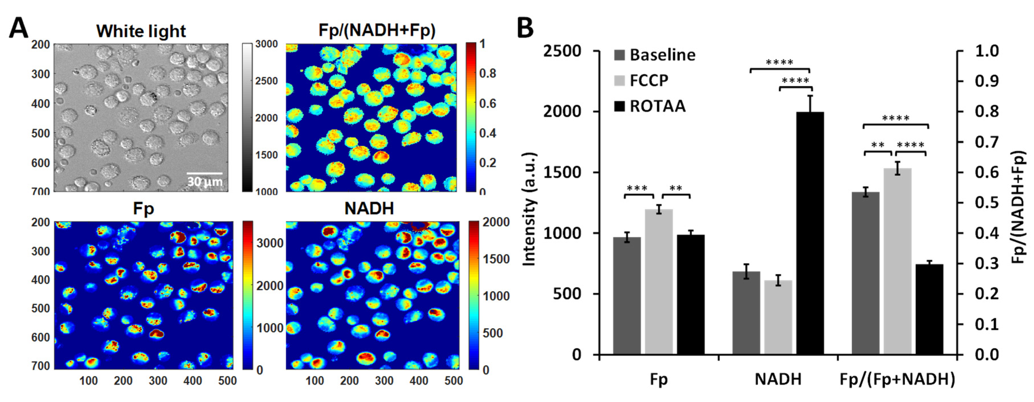 Antioxidants Free Full Text Sex And Sp A2 Dependent Nad H Redox