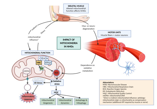 Antioxidants | Free Full-Text | The Impact of Mitochondrial ...