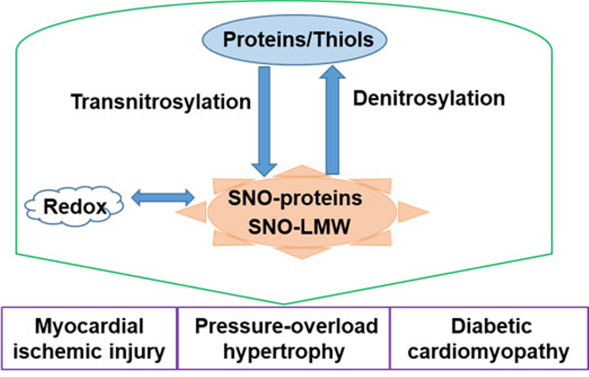 Antioxidants | Free Full-Text | Post-Translational S-Nitrosylation of ...