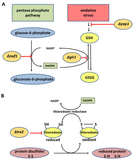 Antioxidants | Free Full-Text | The Sulfilimine Analogue of Allicin, S ...