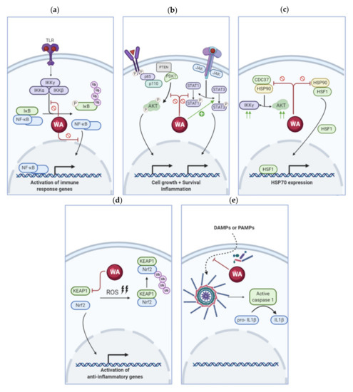 Tackling Chronic Inflammation with Withanolide Phytochemicals—A ...