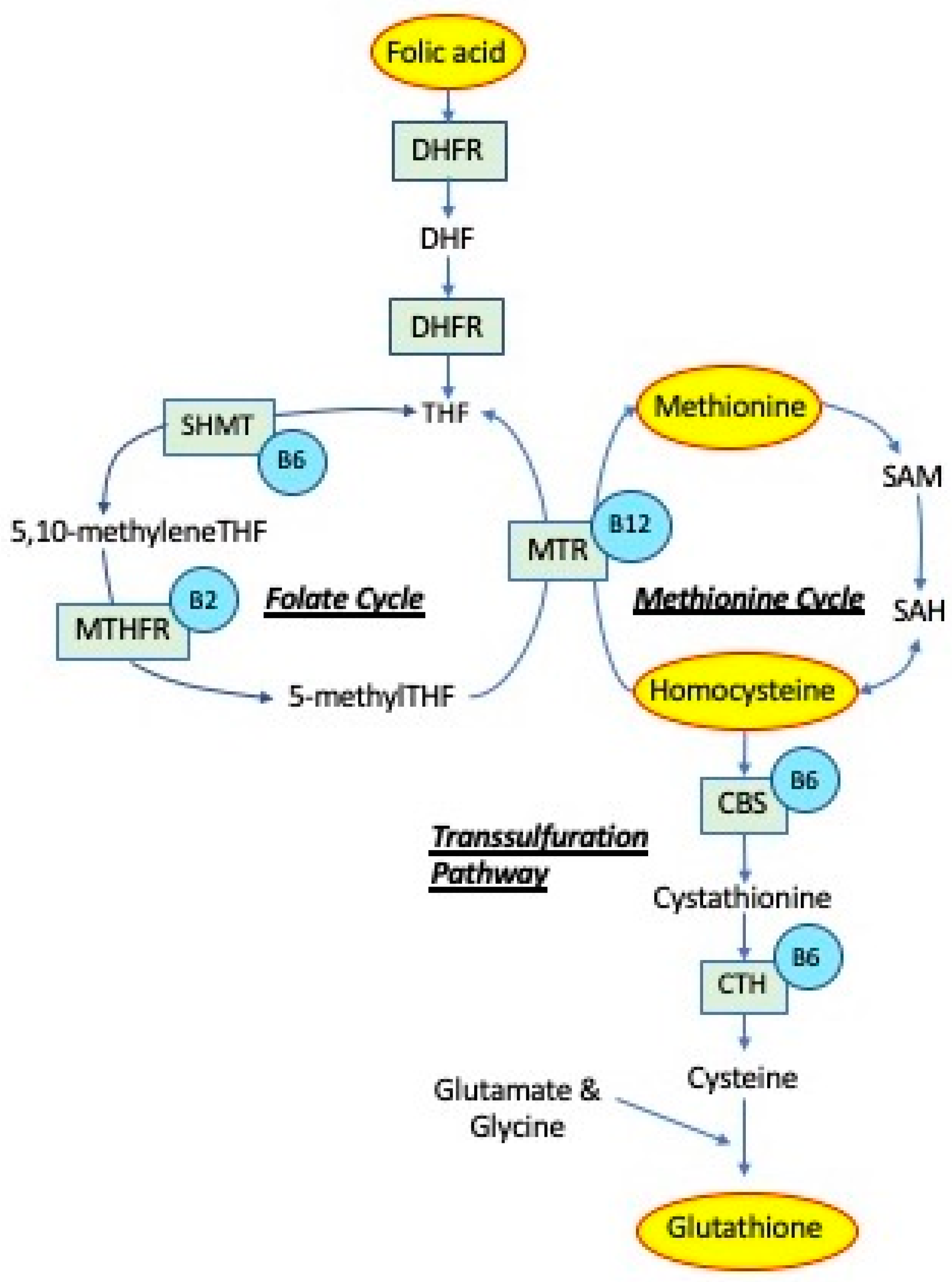 The Antioxidant Role of One-Carbon Metabolism on Stroke