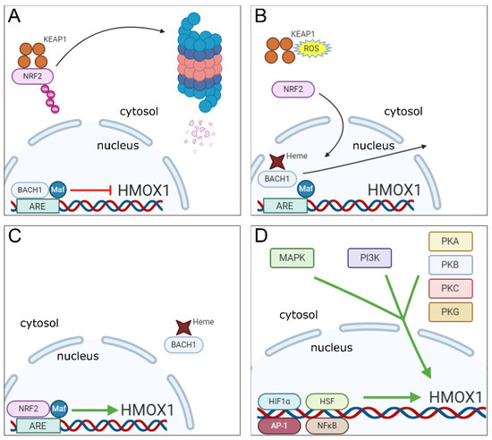 Modulation of Inflammation and Immune Responses by Heme Oxygenase-1 ...