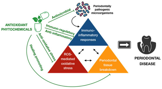 The Promising Role of Antioxidant Phytochemicals in the Prevention and Treatment of Periodontal ...