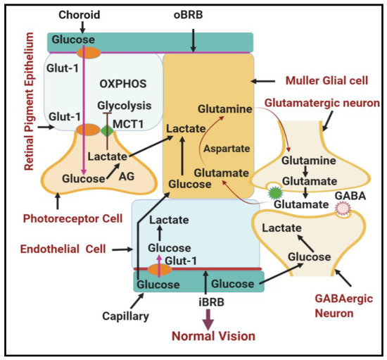 Metabolic Dysregulation and Neurovascular Dysfunction in Diabetic ...