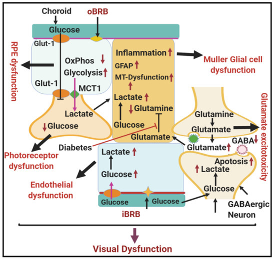Metabolic Dysregulation and Neurovascular Dysfunction in Diabetic ...