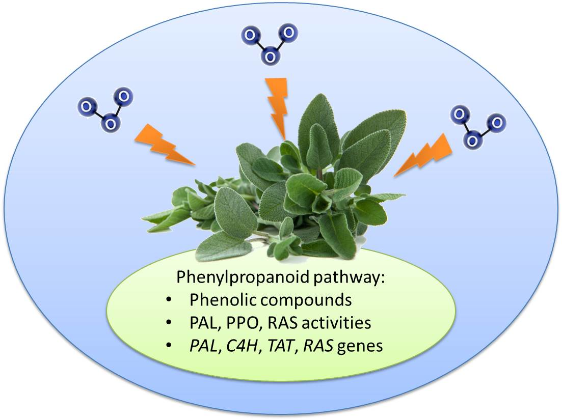 Antioxidants | Free Full-Text | The Biosynthesis of Phenolic Compounds ...