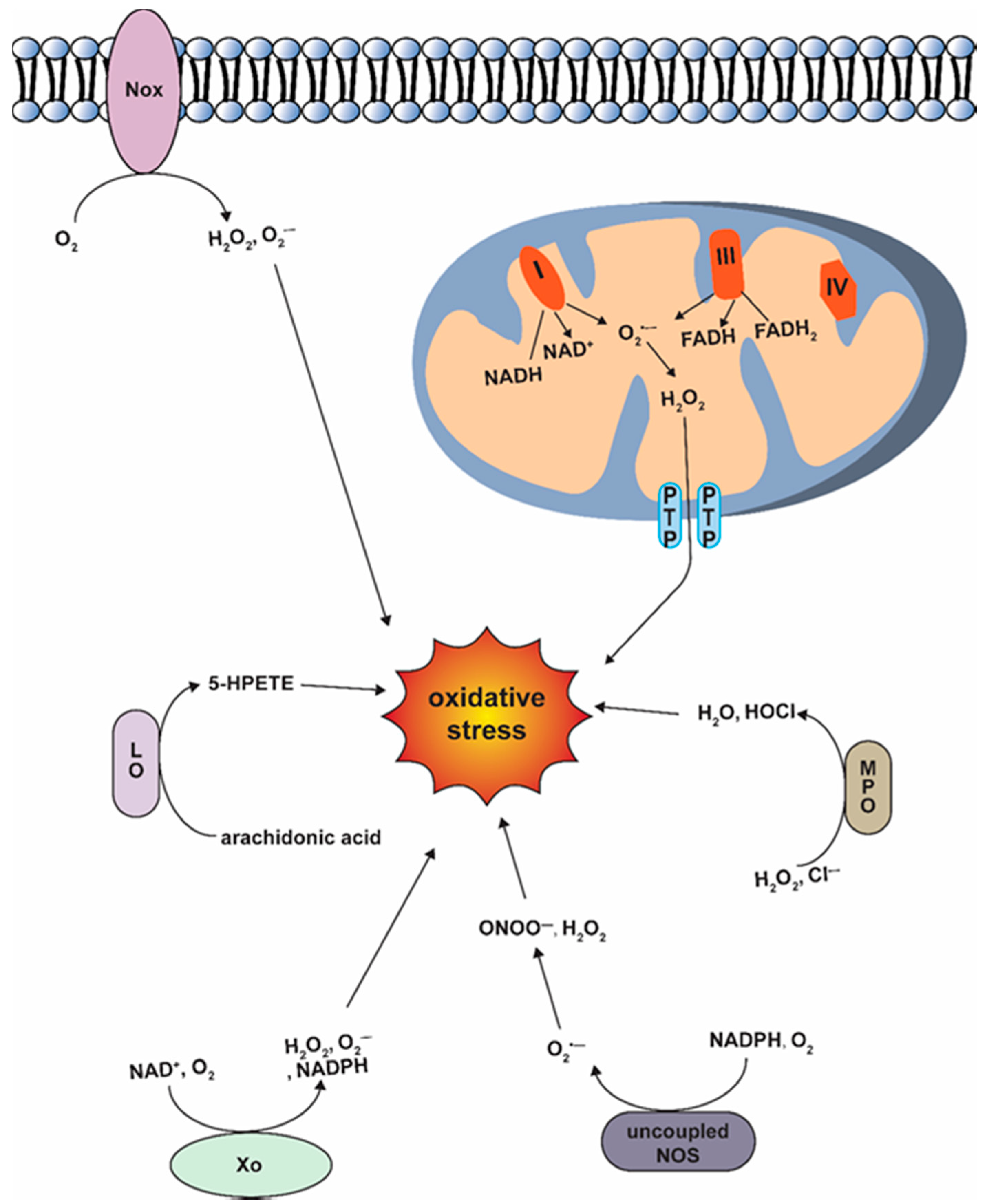 Understanding Oxidative Stress And Antioxidant Functions
