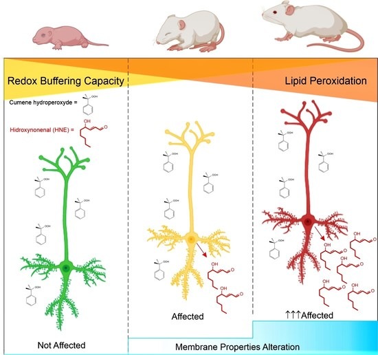 Antioxidants | Free Full-Text | Age-Dependent Vulnerability to ...