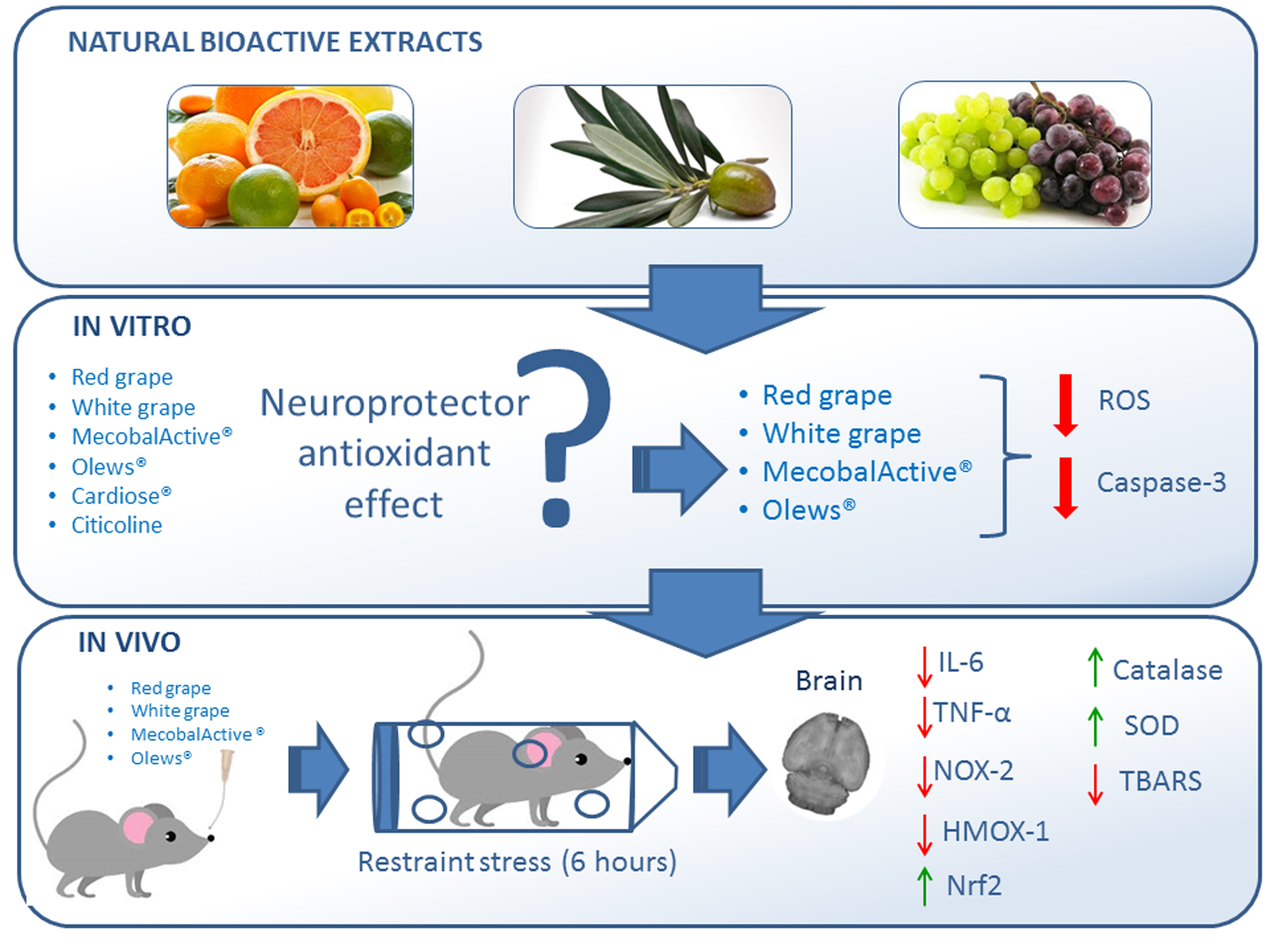 Antioxidants Free Full Text Natural Food Supplements Reduce
