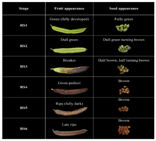 Mapping the Primary and Secondary Metabolomes of Carob (Ceratonia ...