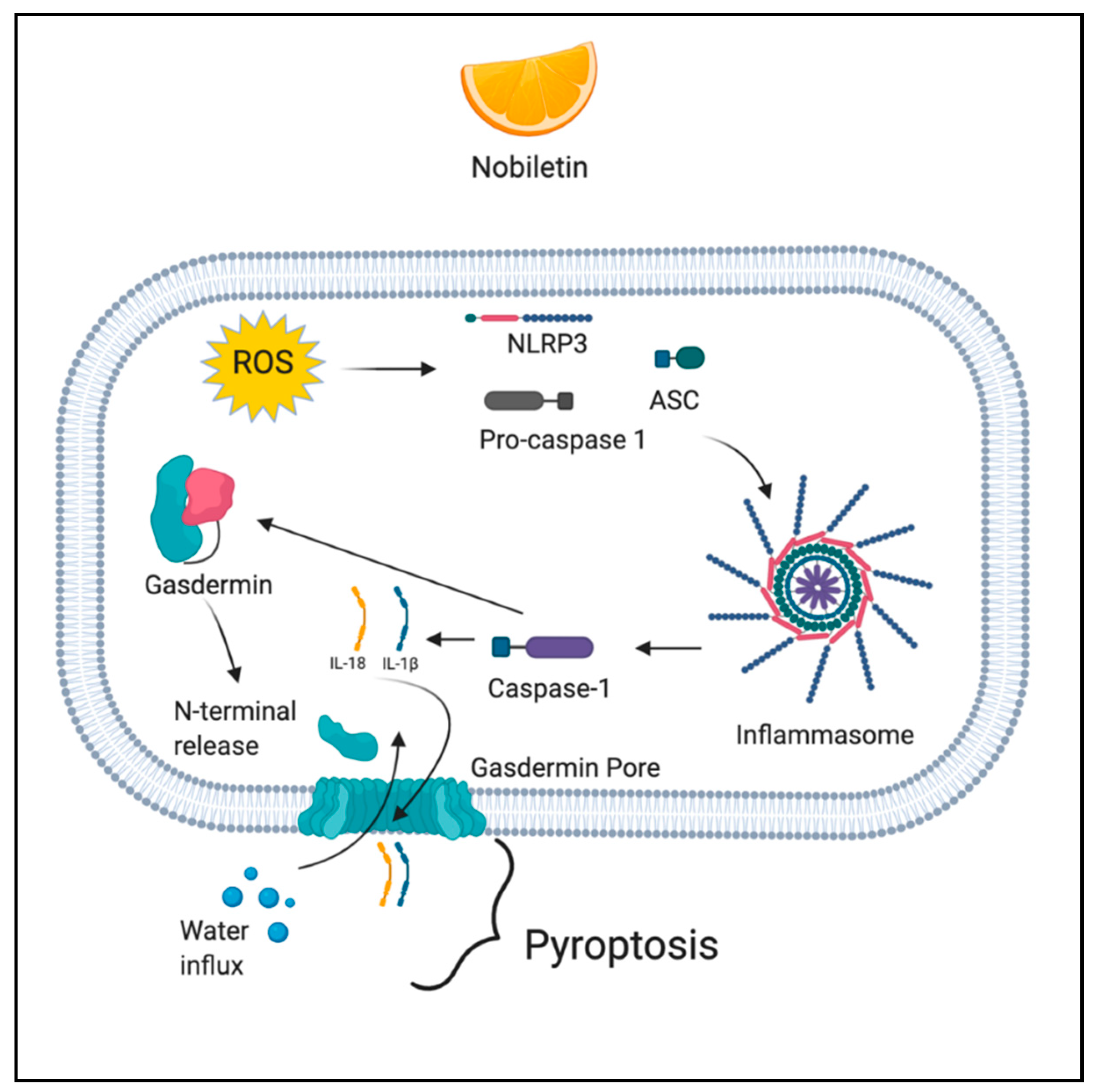Antioxidants Free Full Text Role Of Phytochemicals In Perturbation
